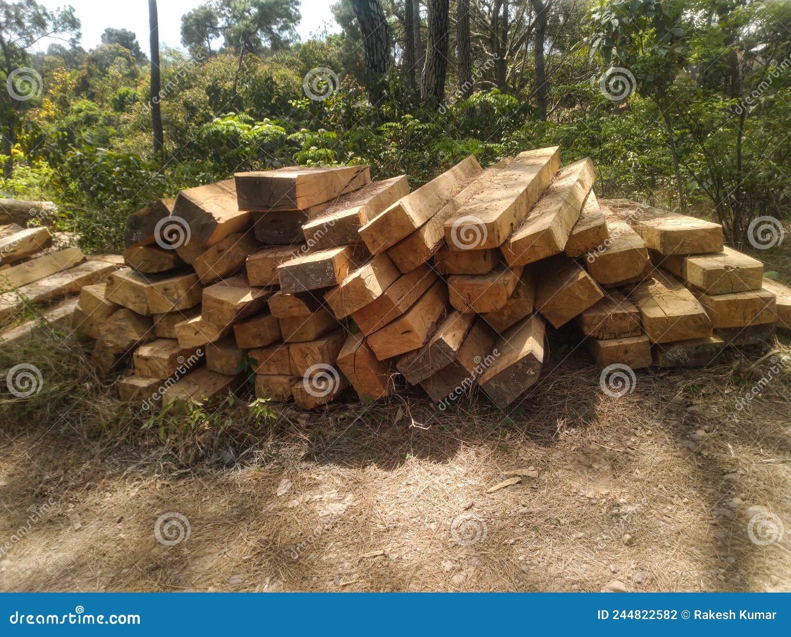 Pine Tree Cutting Process in Forest of Himachal Pradesh India 8 Stock ...