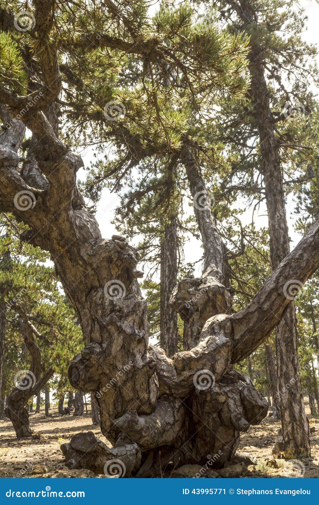 Pine Tree in Cyprus, Europe Stock Image - Image of mountain, clean ...