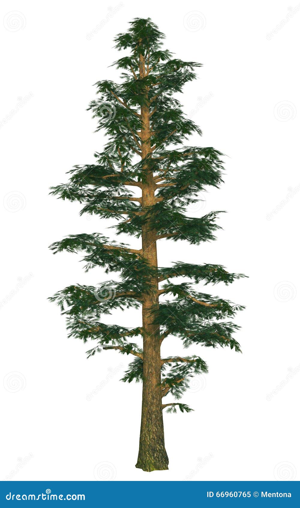 Pine tree stock illustration. Illustration of evergreen - 66960765