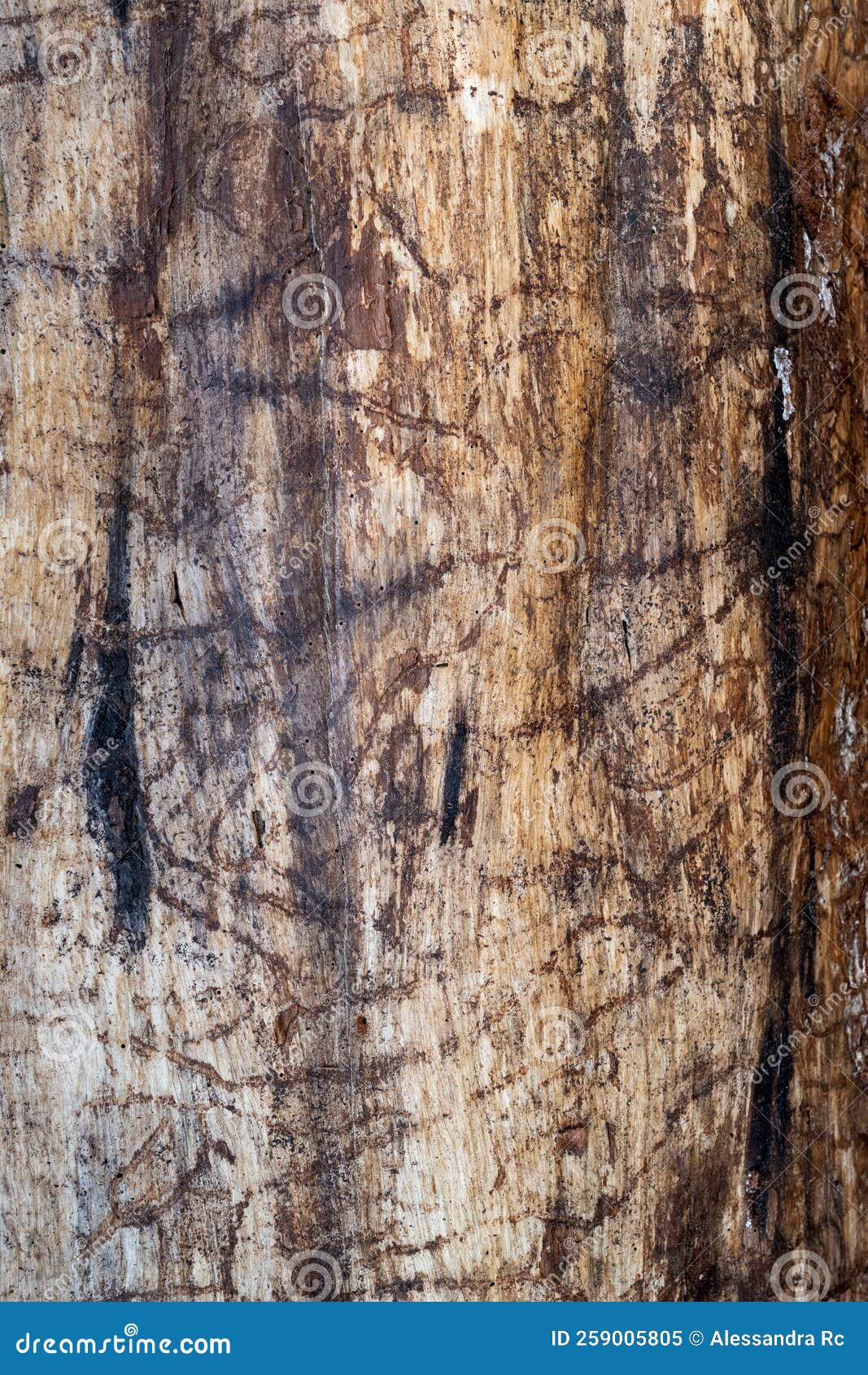 Pine Tree Damage by the Bark Beetle Stock Image - Image of diseased ...