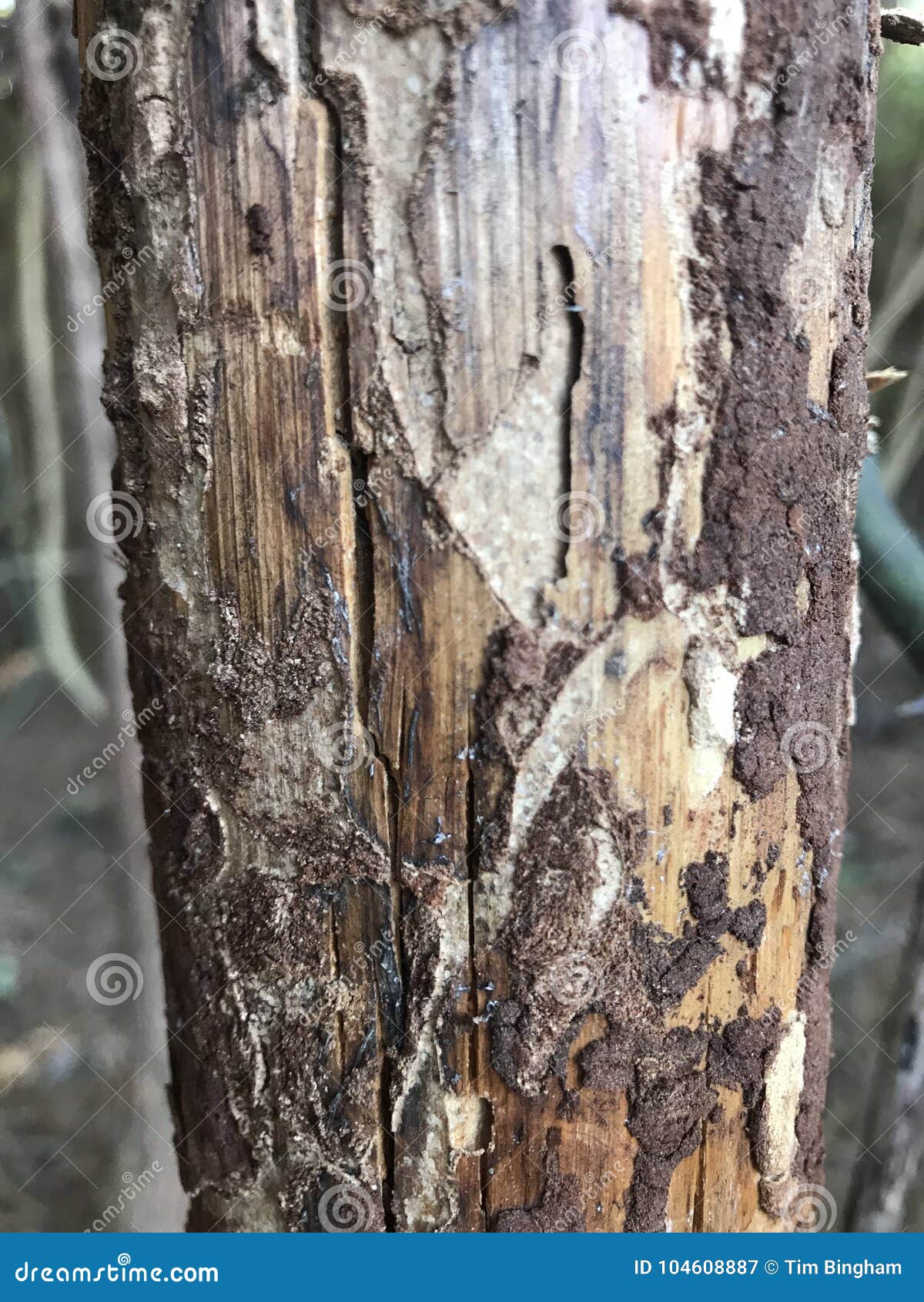 Pine Tree Damaged by Bark Beetles Stock Image - Image of beetles ...