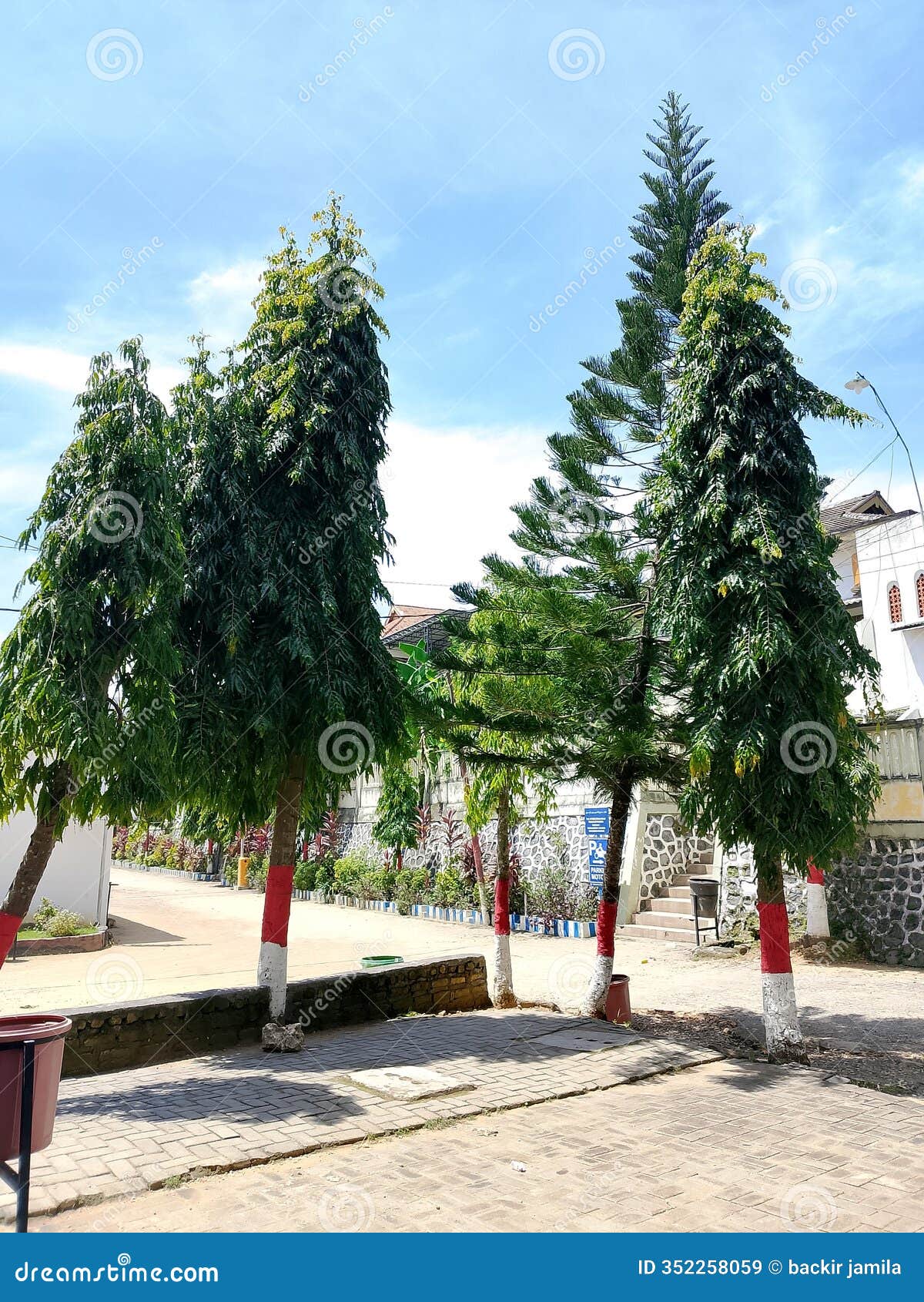 Pine Tree during the Day.makes Vision Confortable Stock Image - Image ...