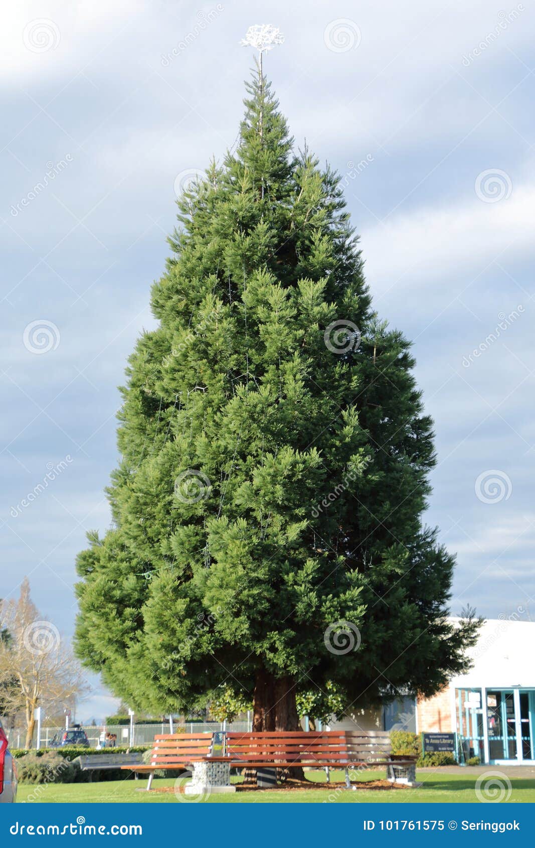Pine tree stock image. Image of single, christmas, green - 101761575