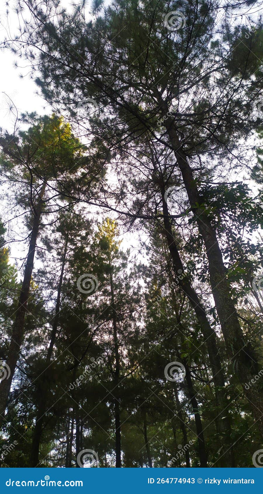 Pine tree in deep ravine stock image. Image of plant - 264774943