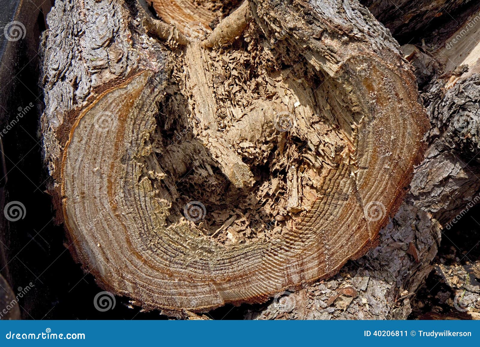 Pine Tree Destroyed by Termites Stock Image - Image of hollow, pine ...