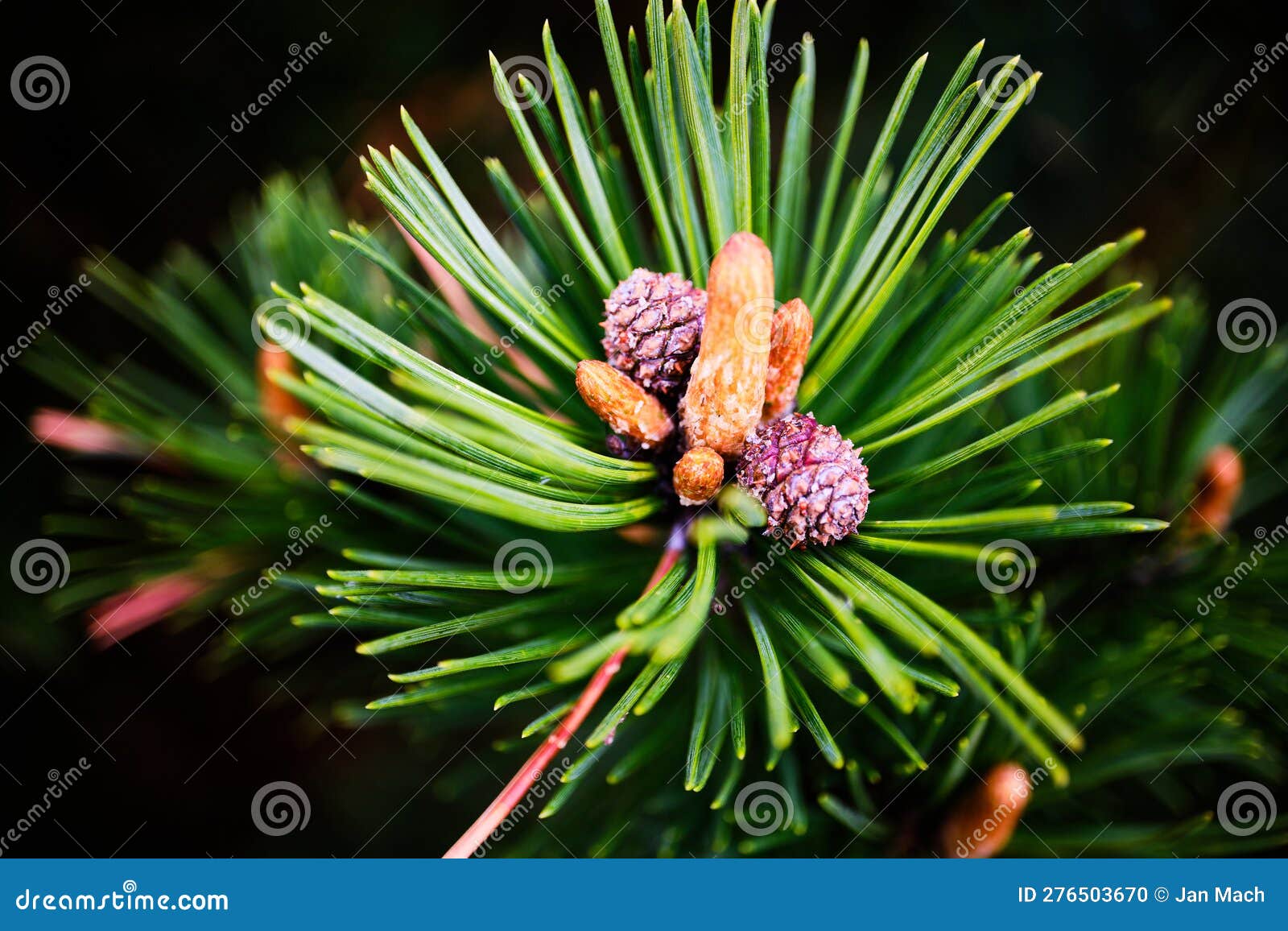 Pine tree detail stock photo. Image of plant, outdoors - 276503670