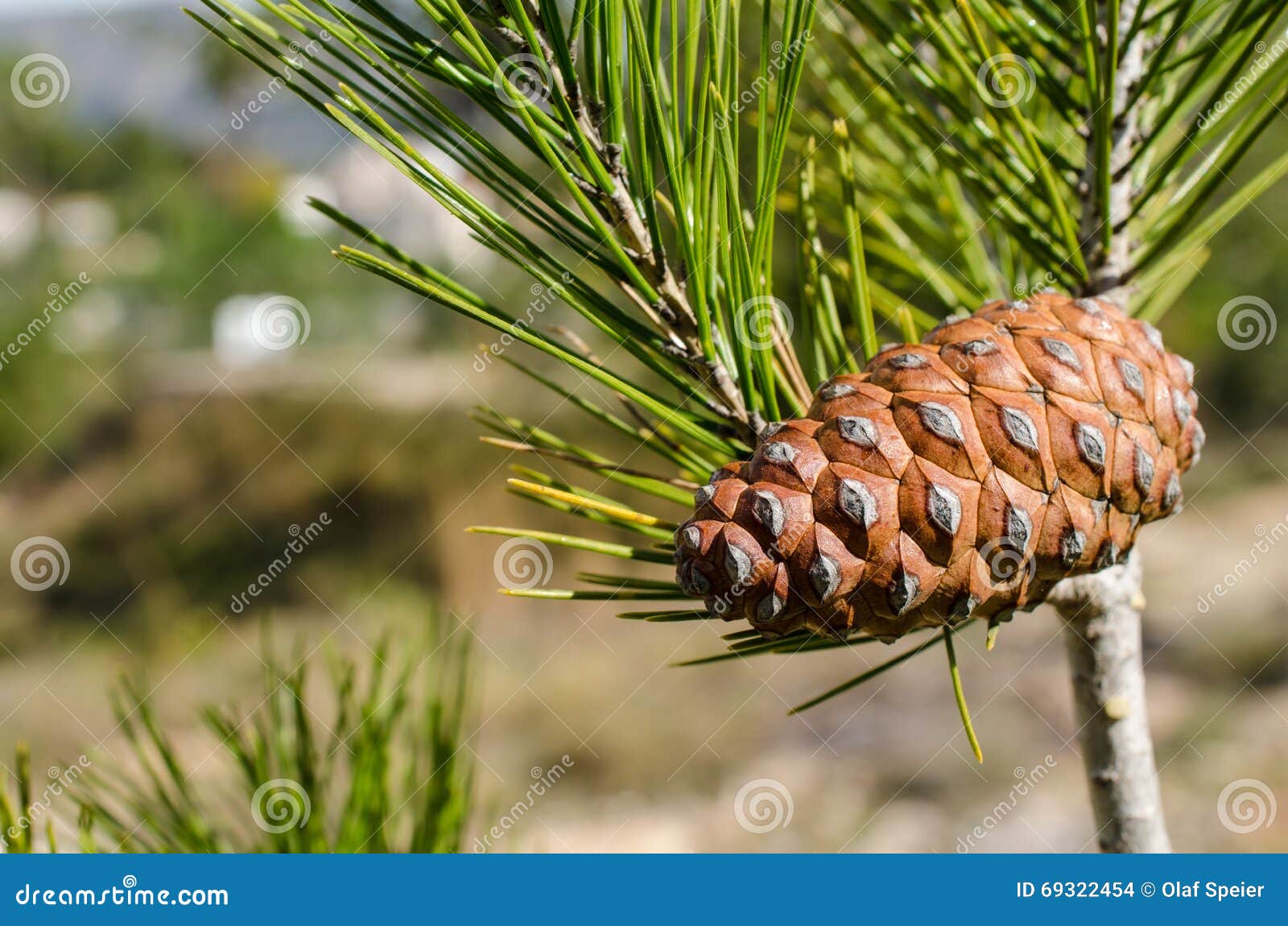 Pine tree stock photo. Image of needles, tree, lush, vegetation - 69322454