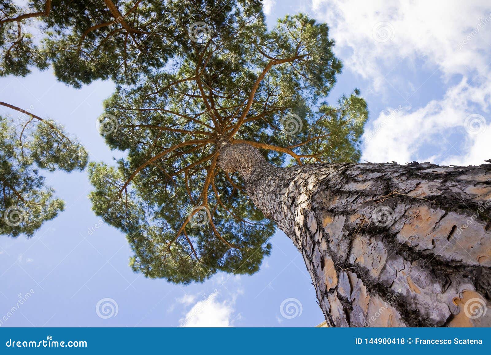 Pine Tree Viewed from Below Stock Photo - Image of pine, detail: 144900418