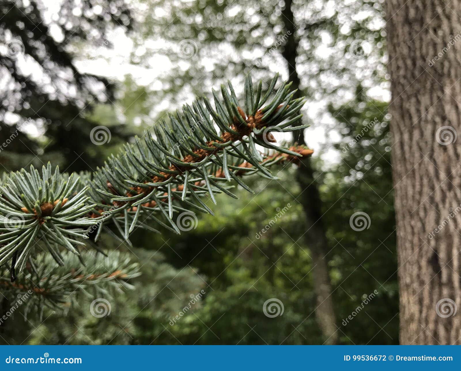 Pine Tree Dew Stock!! stock photo. Image of tree, unedited - 99536672