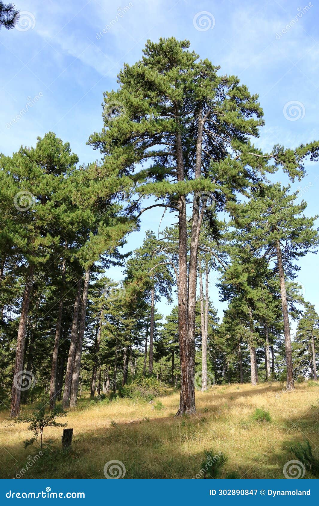 Pine Tree with Divided Trunk Stock Image - Image of season, forest ...