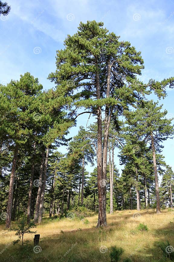 Pine Tree with Divided Trunk Stock Image - Image of season, forest ...