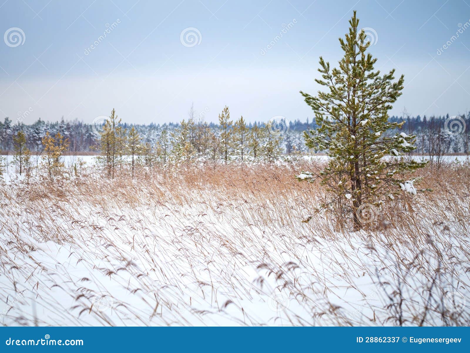 Pine Tree and Dry Reeds on Coast of Frozen Lake Stock Image - Image of ...