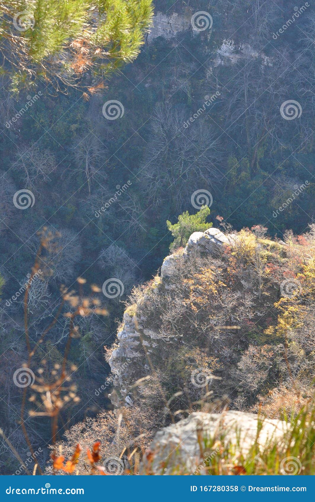 The Pine Tree on the Edge of a Cliff Stock Photo - Image of clear, tree ...