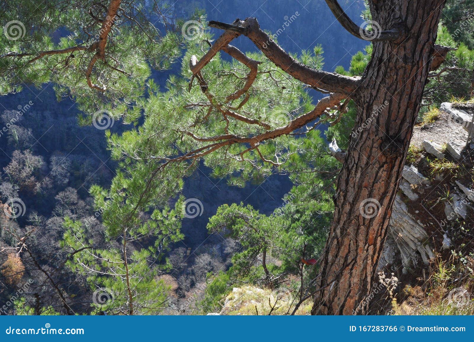 The Pine Tree on the Edge of a Cliff Stock Photo - Image of green ...