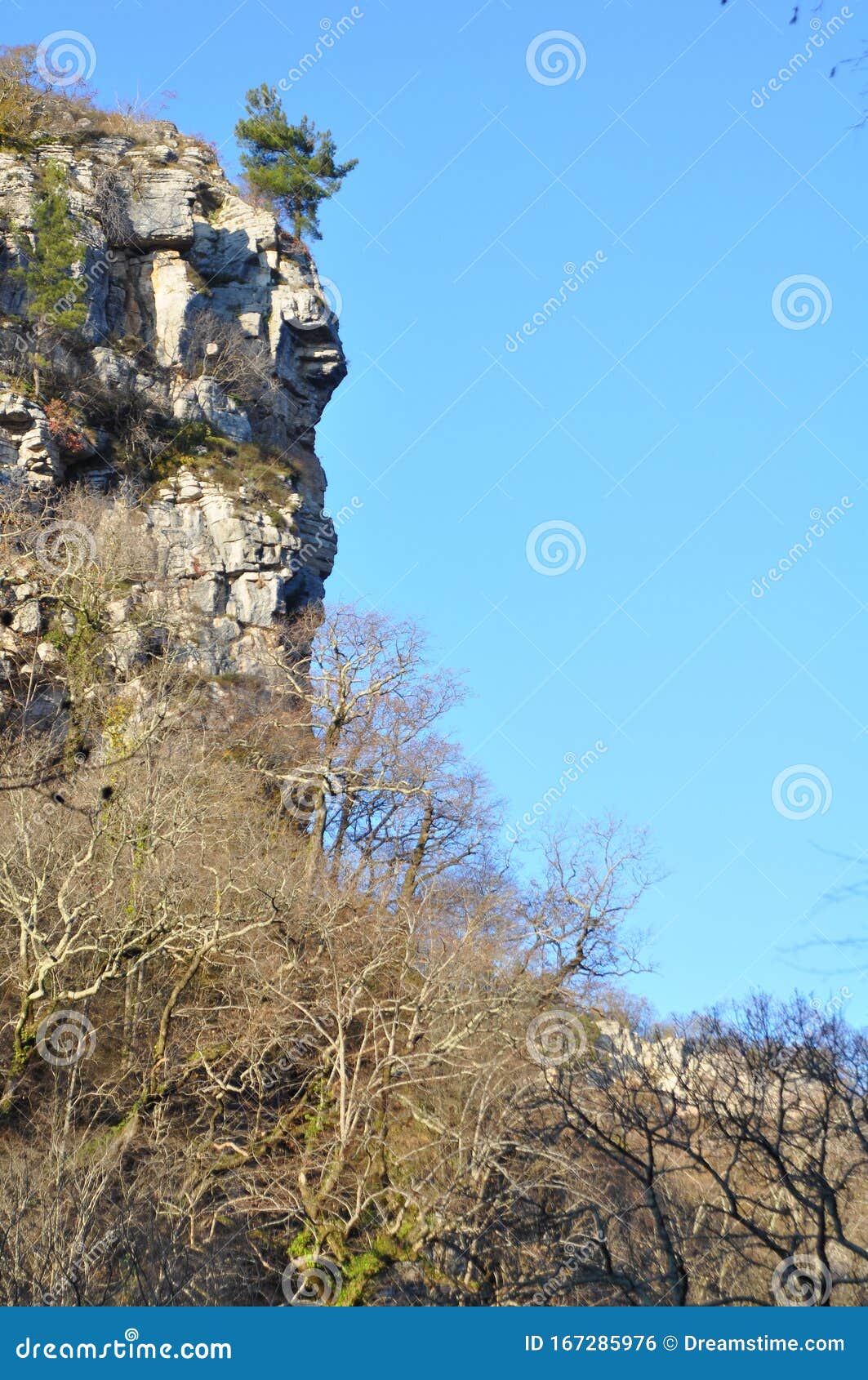The Pine Tree on the Edge of a Cliff Stock Photo - Image of time, trees ...