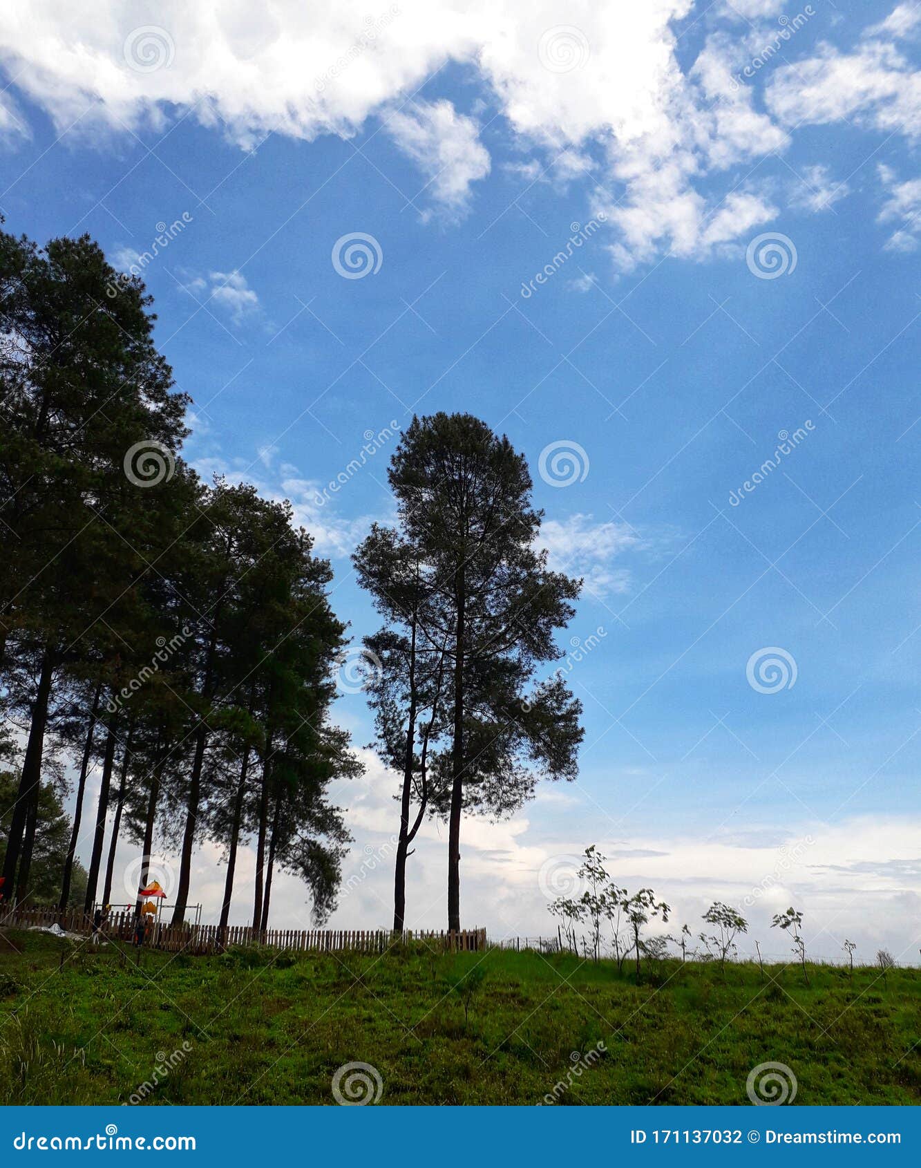 Pine Tree at the Edge of the Forest. Stock Photo - Image of tray ...