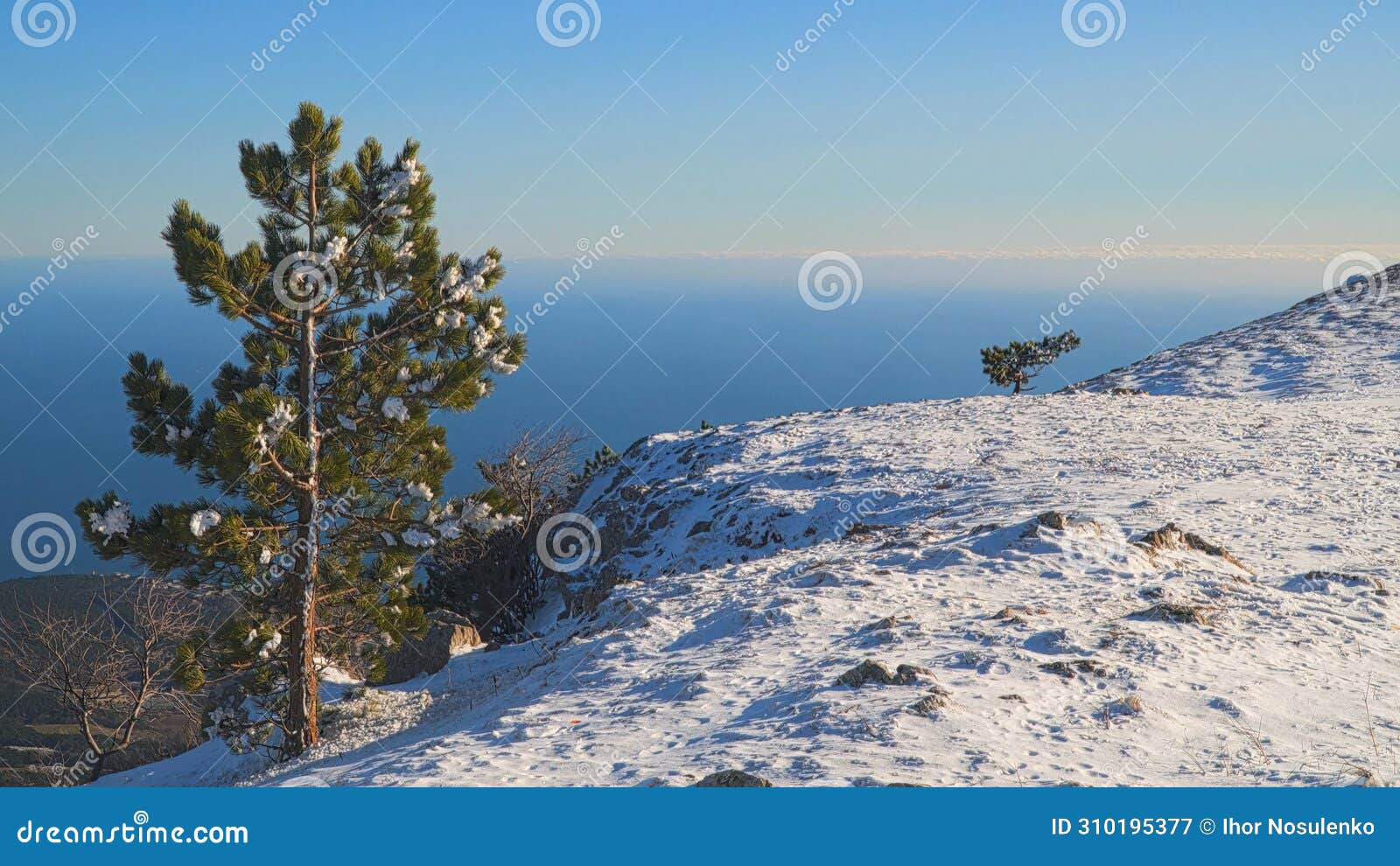A Pine Tree on the Edge of a Snow-capped Mountain. at the Foot of the ...