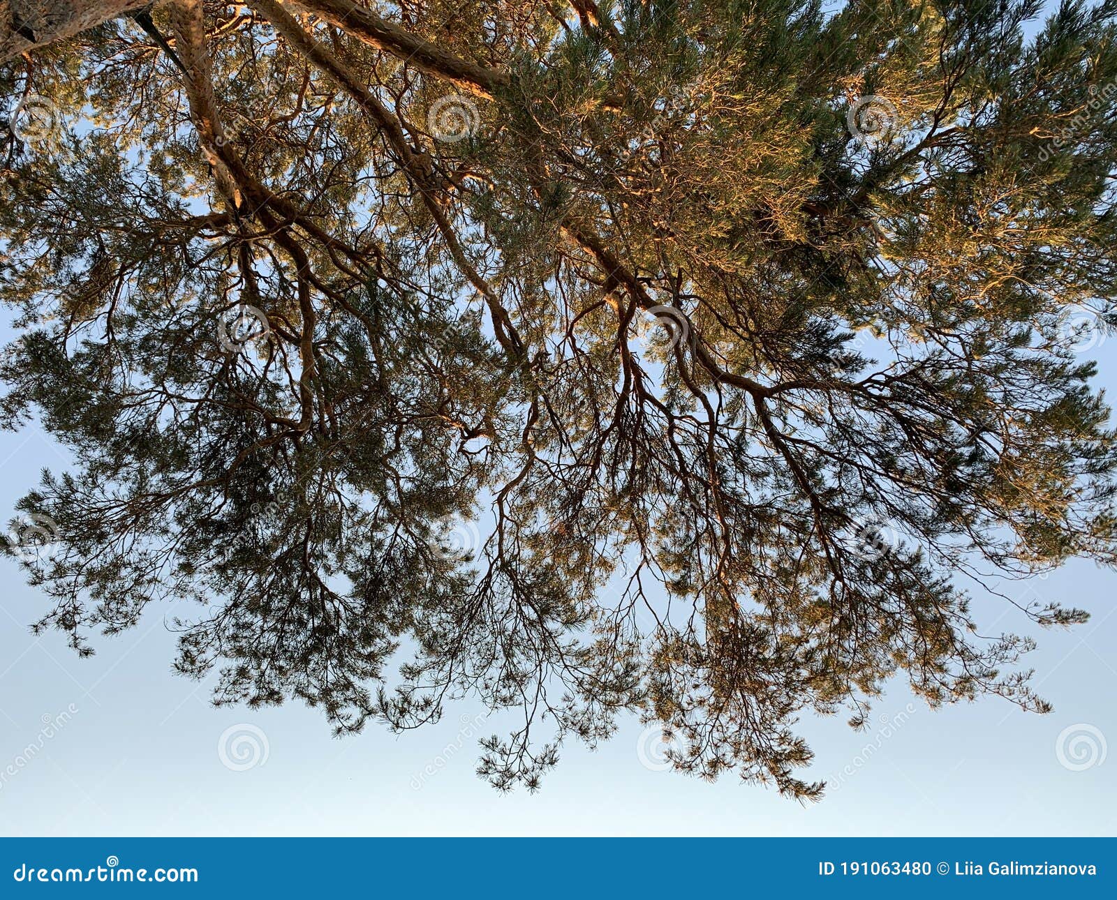 Pine tree in evening light stock photo. Image of tree - 191063480