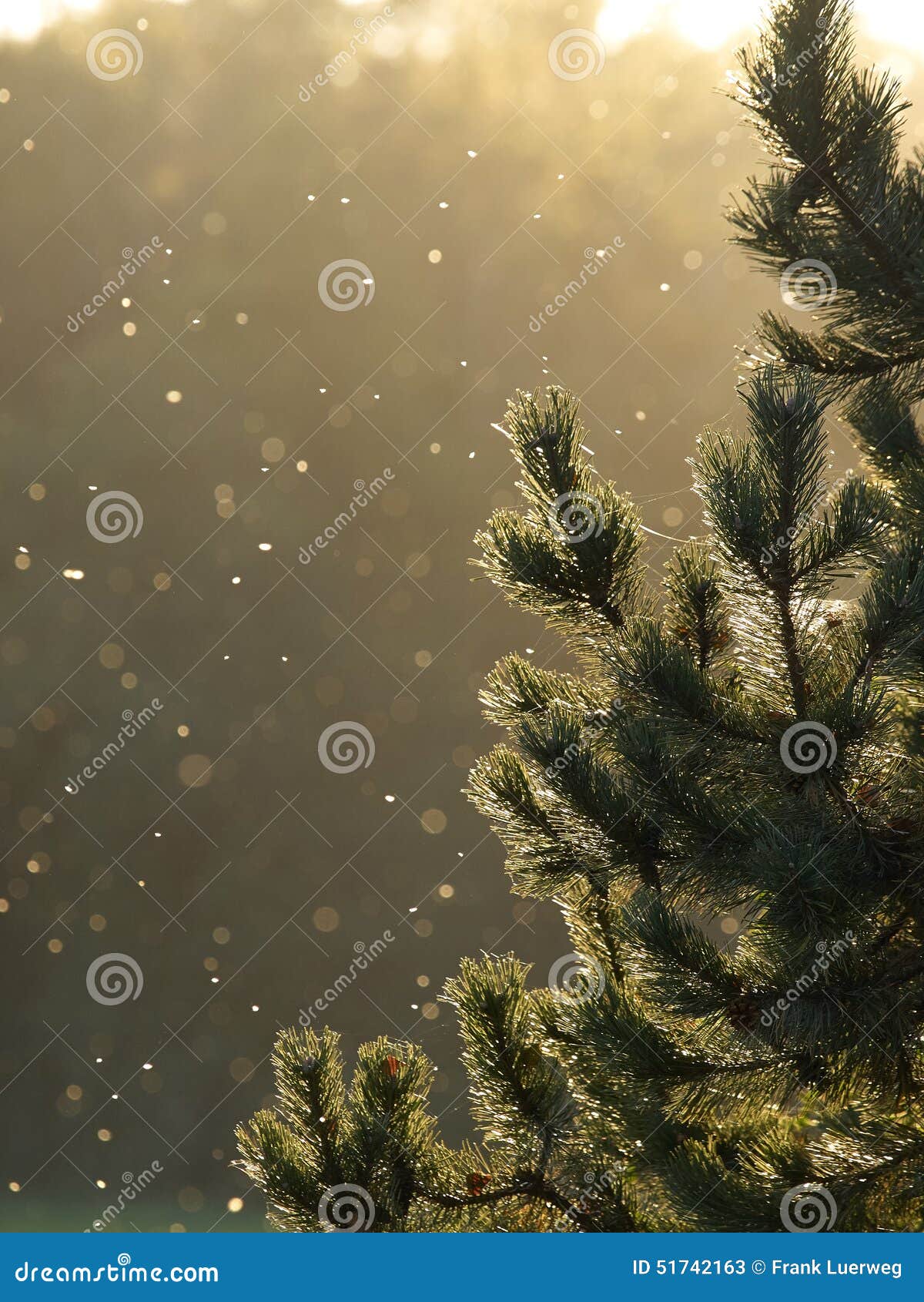 Pine Tree in the Evening Light Stock Image - Image of wood, tree: 51742163
