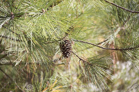 Pine Tree stock image. Image of camping, cheerful, foliage - 85662941