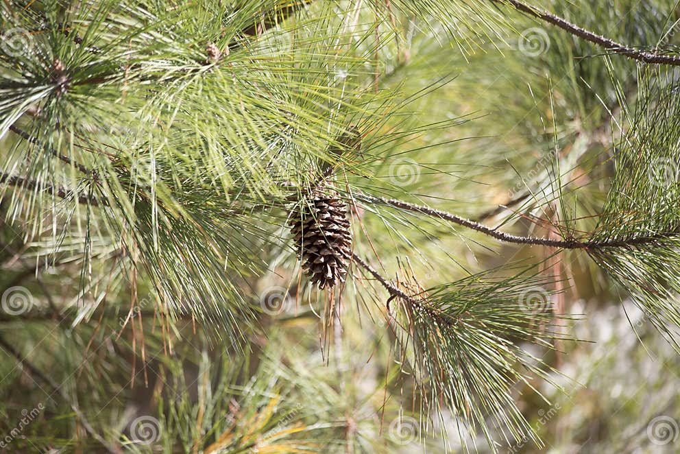 Pine Tree stock image. Image of camping, cheerful, foliage - 85662941
