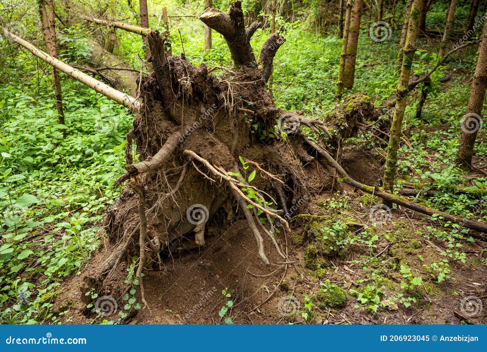 Pine Tree Fallen in Forest with Roots Hanging in Mid Air. Stock Image ...