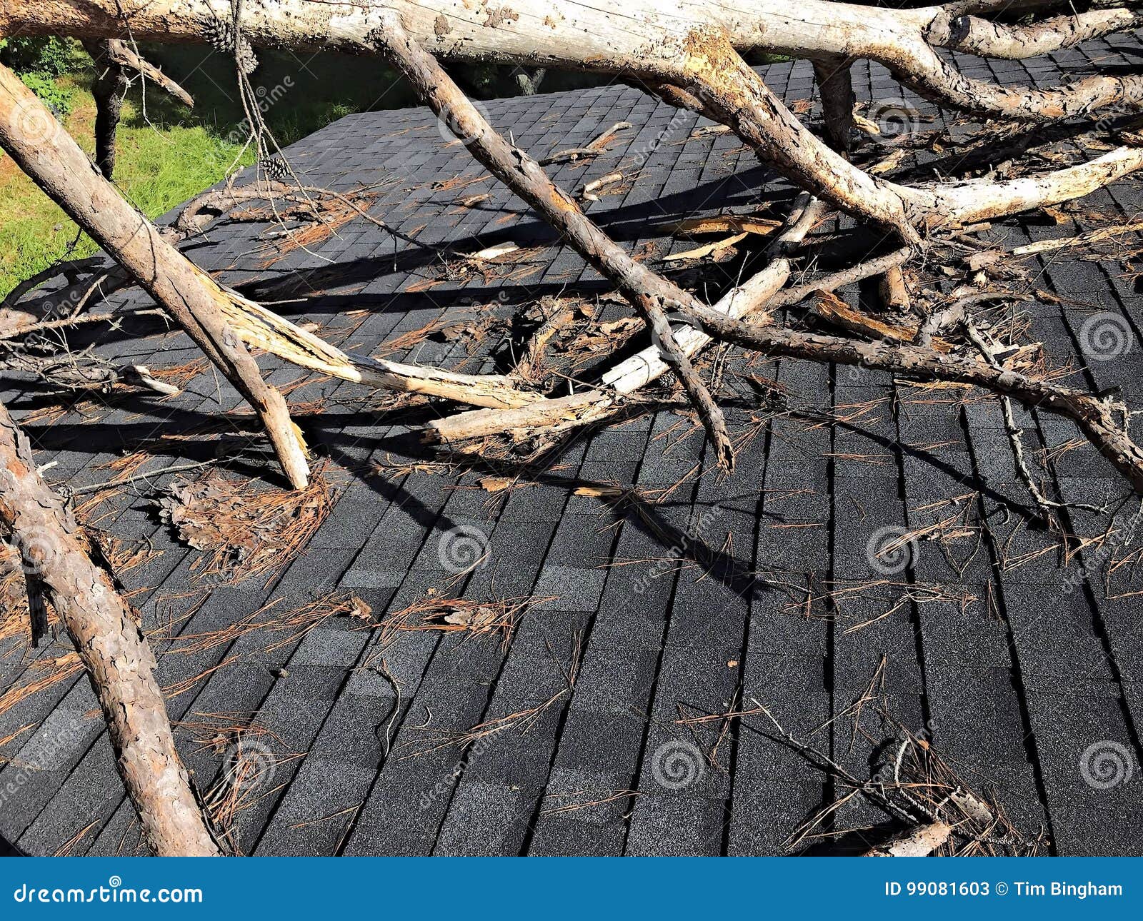 Pine Tree Fallen on Roof stock image. Image of rotted - 99081603