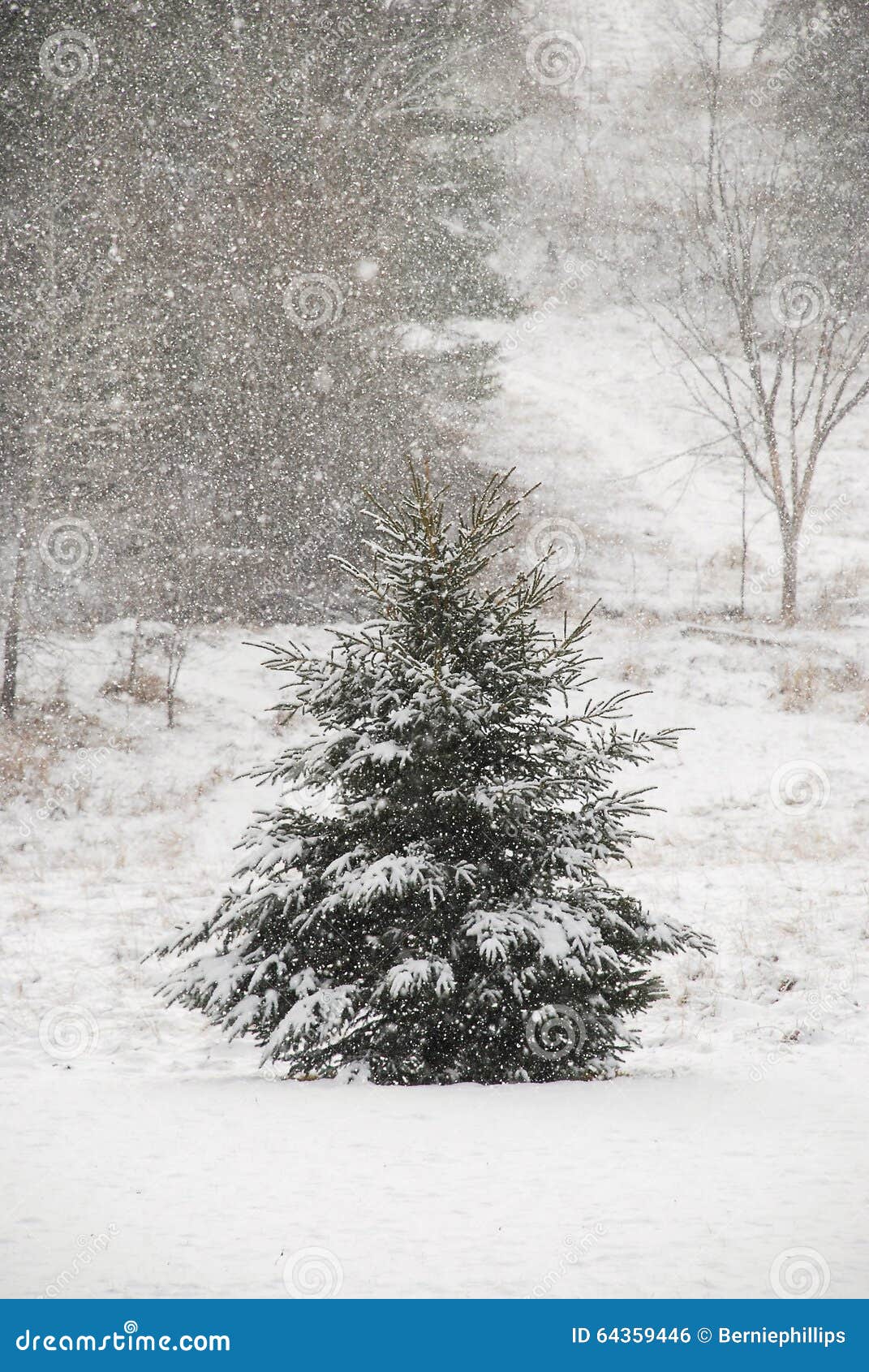 Pine Tree in Falling Snow stock photo. Image of wonderland - 64359446