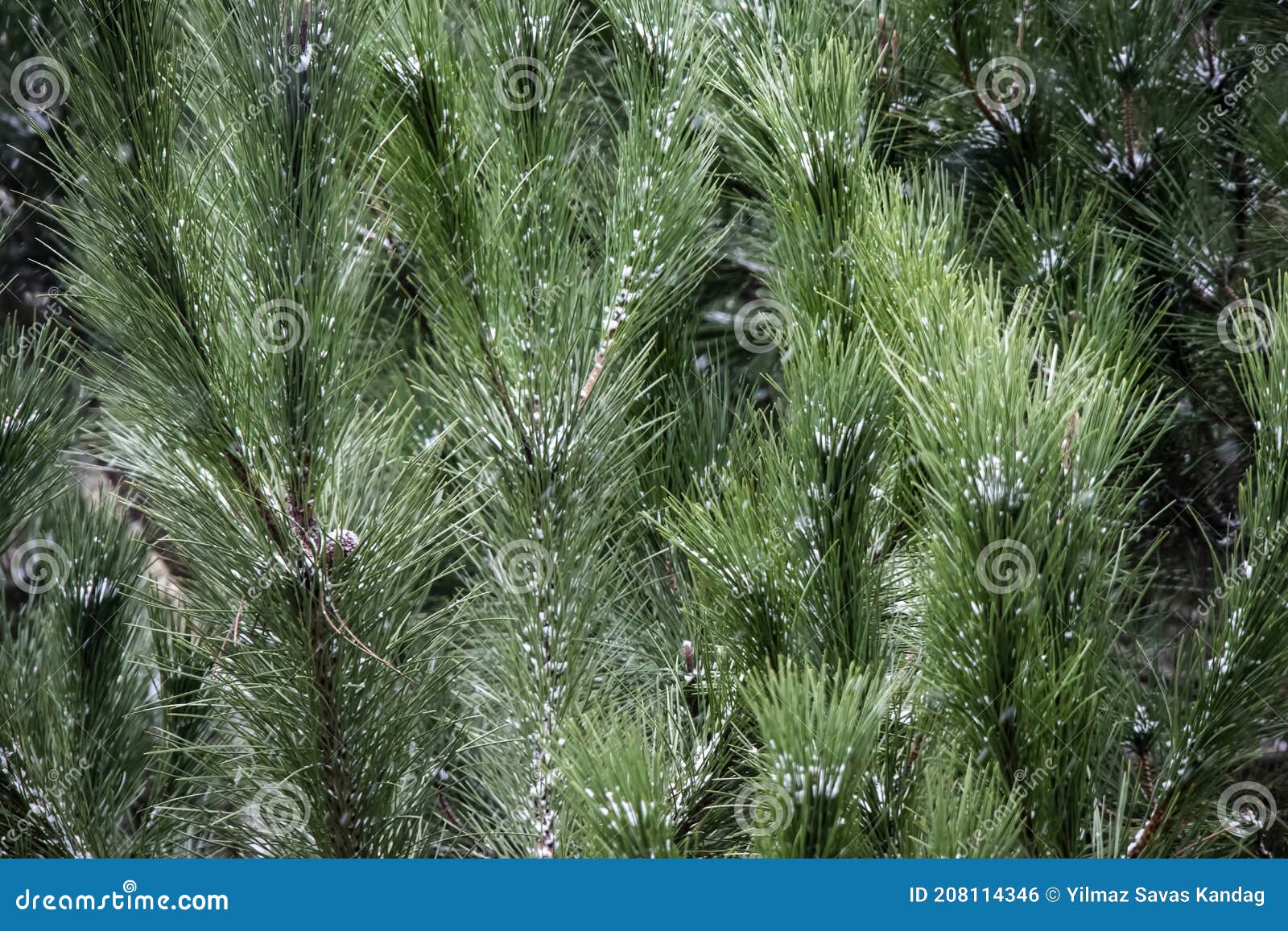 Pine Tree and Falling Snow in Winter Season Stock Photo - Image of ...