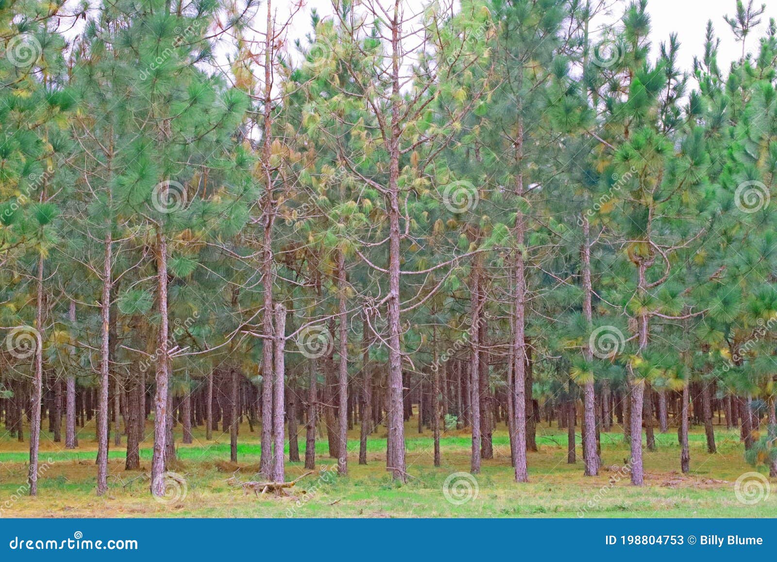 Pine tree farm stock image. Image of summer, agriculture - 198804753