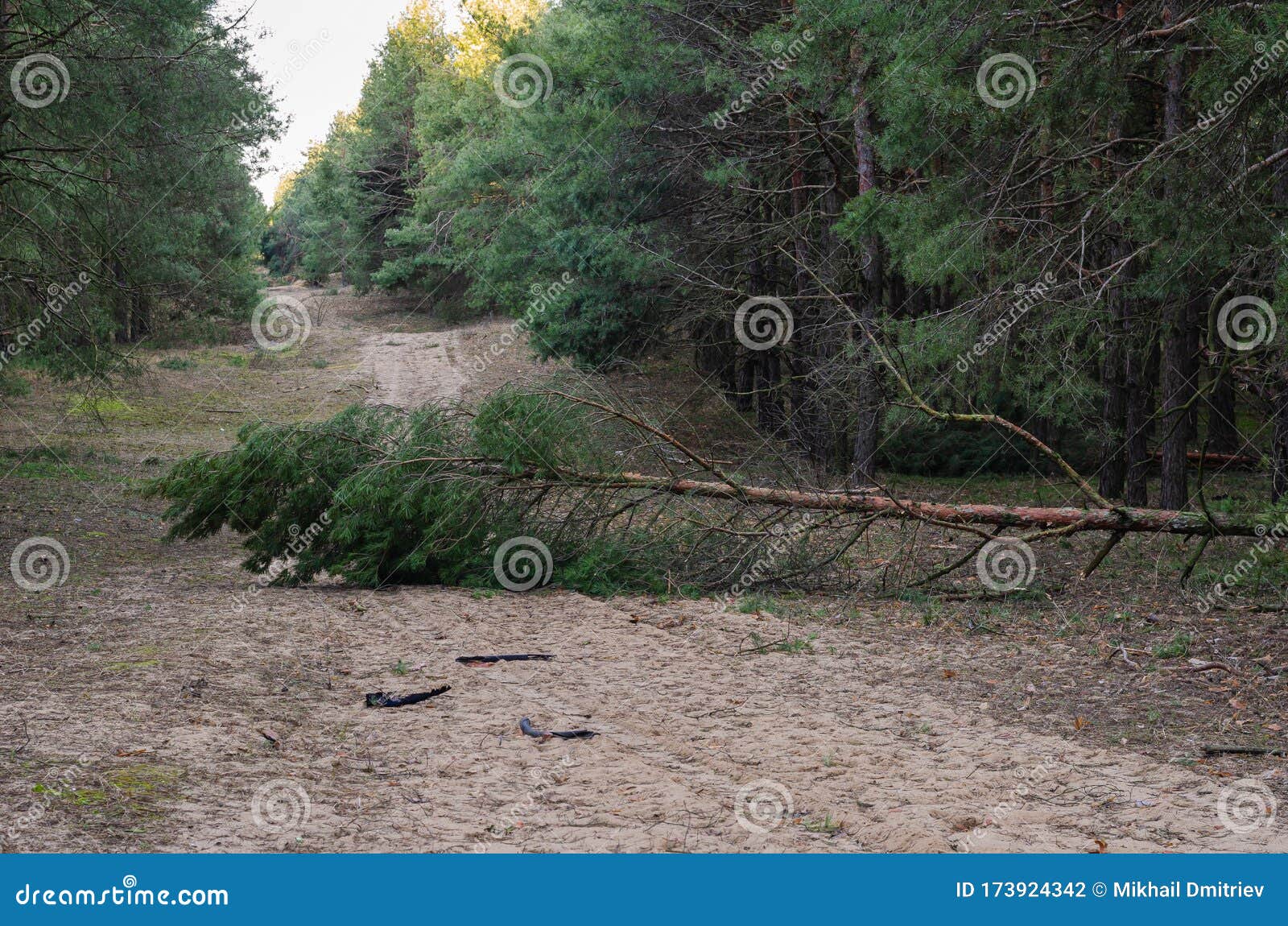 Pine Tree Fell on a Forest Clearing Stock Photo - Image of blocked ...
