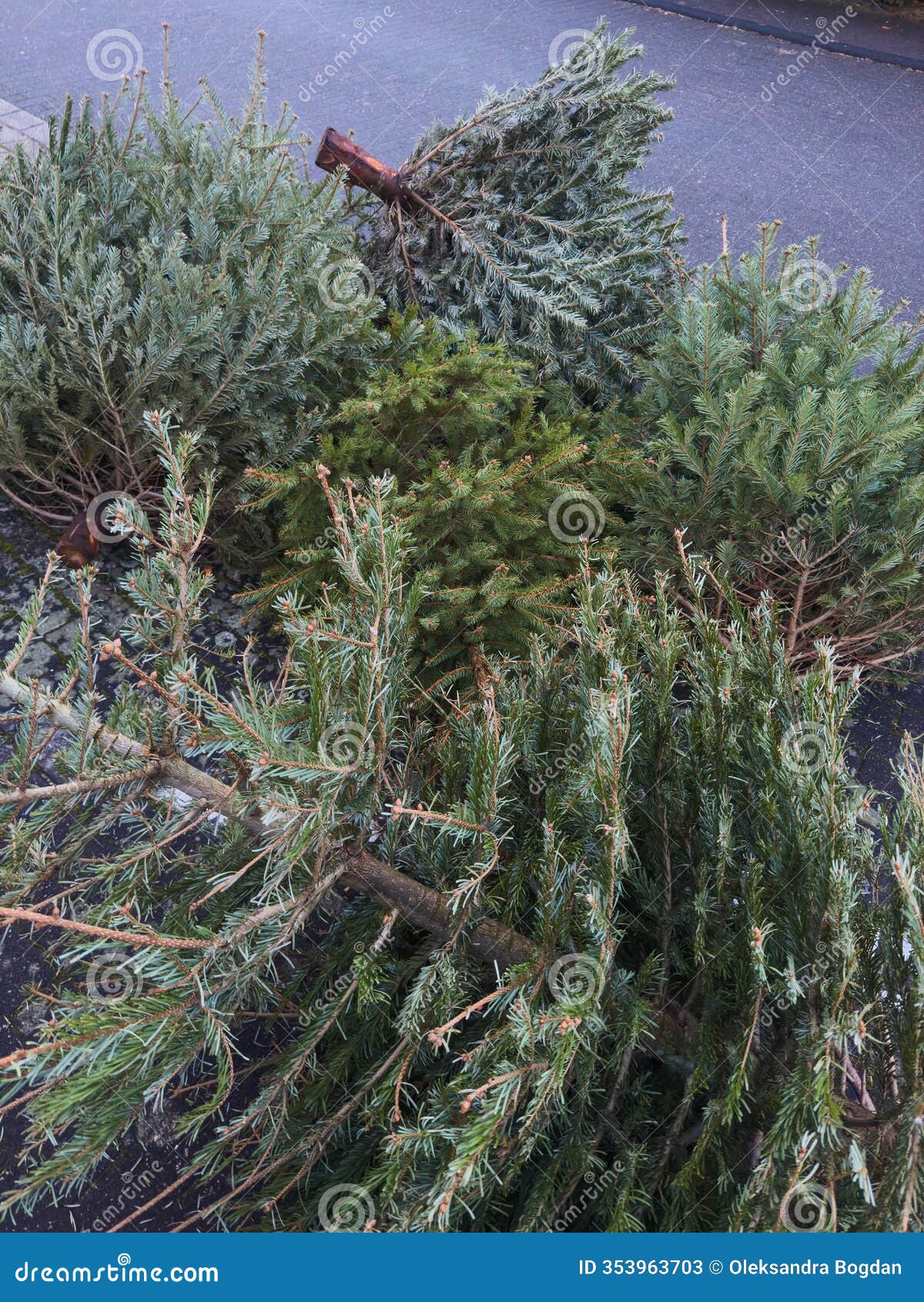 Pine Tree Fell on the Pavement. Stock Image - Image of frost ...
