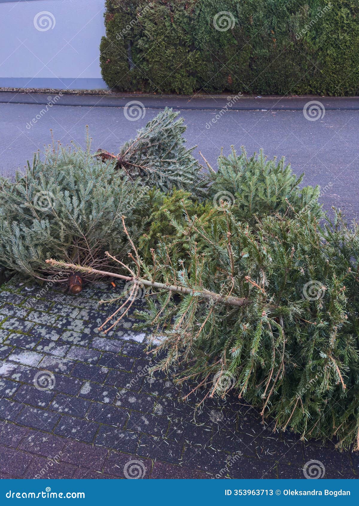 Pine Tree Fell on the Pavement. Stock Image - Image of flower ...