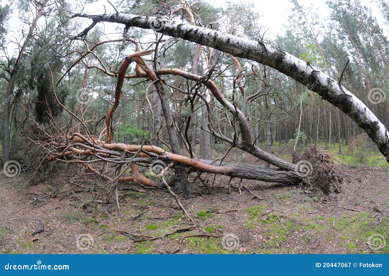 Pine Tree Felled after Storm Stock Image - Image of element, branch ...