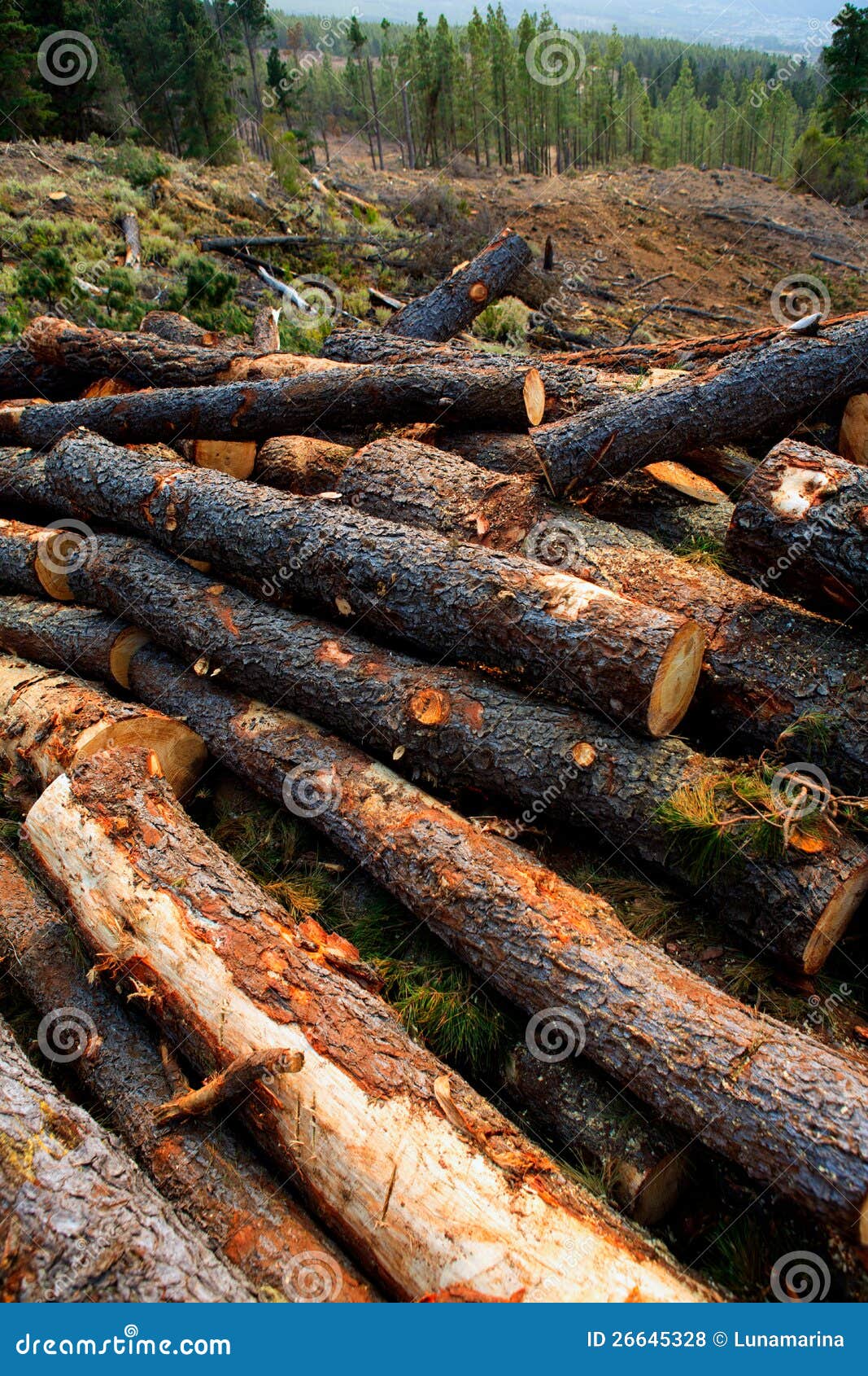 Pine Tree Felled for Timber Industry in Tenerife Stock Photo - Image of ...