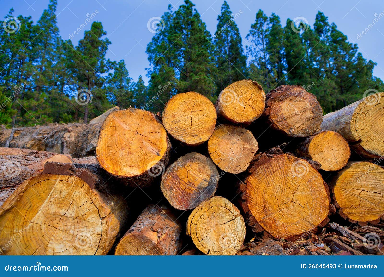 Pine Tree Felled for Timber Industry in Tenerife Stock Image - Image of ...