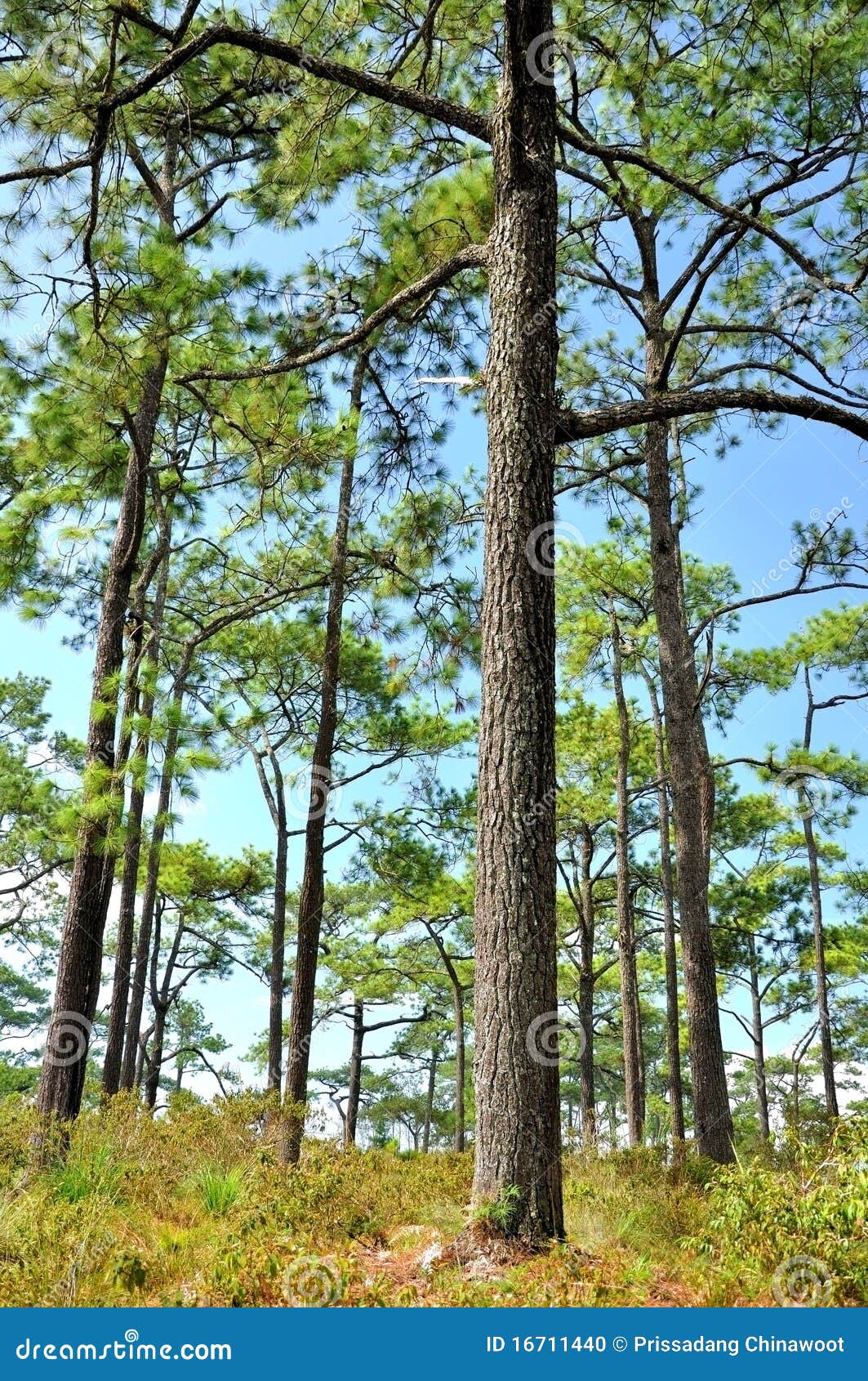 Pine tree field stock photo. Image of wild, park, tree - 16711440