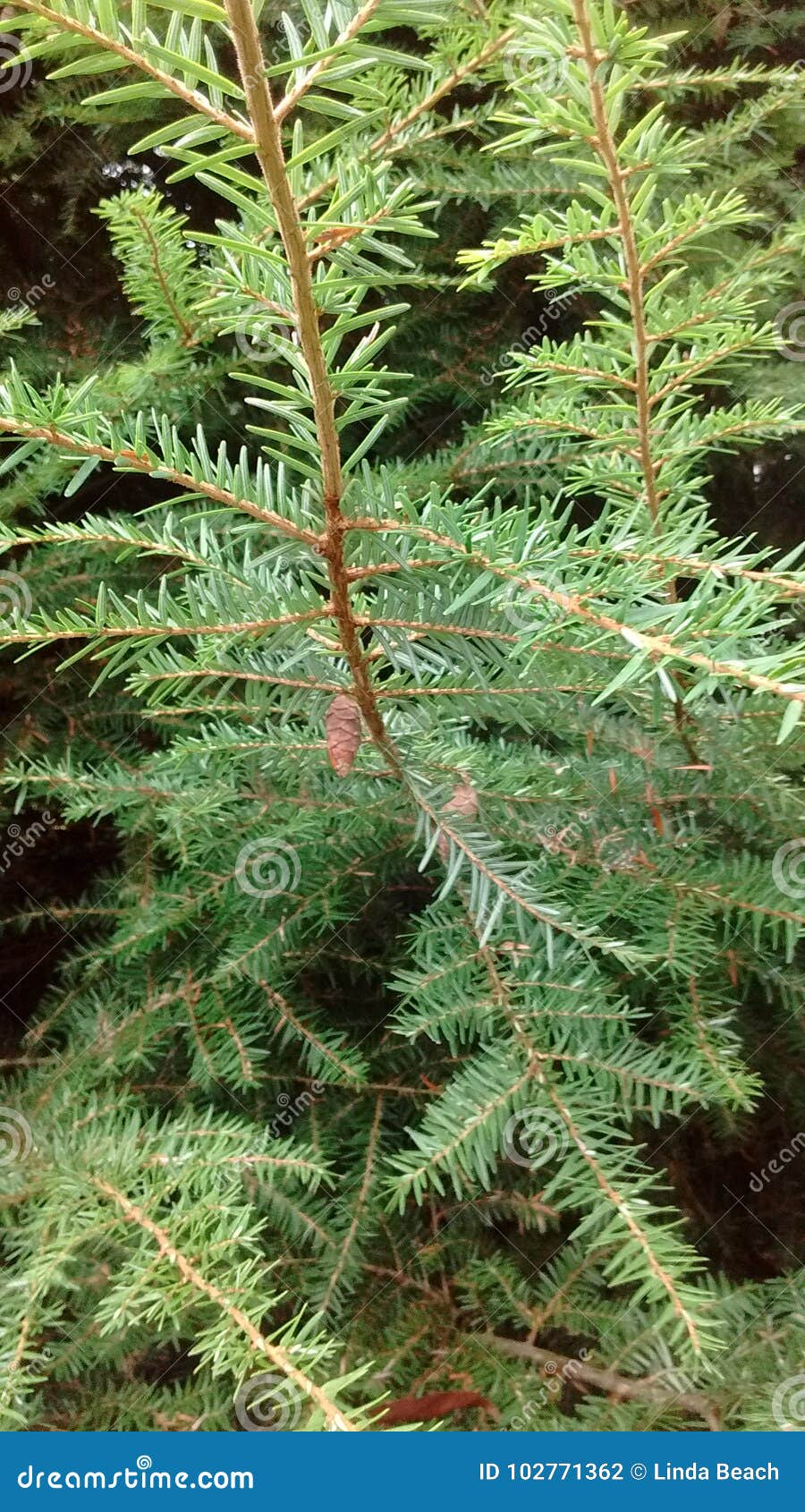 Wispy Pine stock photo. Image of needles, pine, cones - 102771362