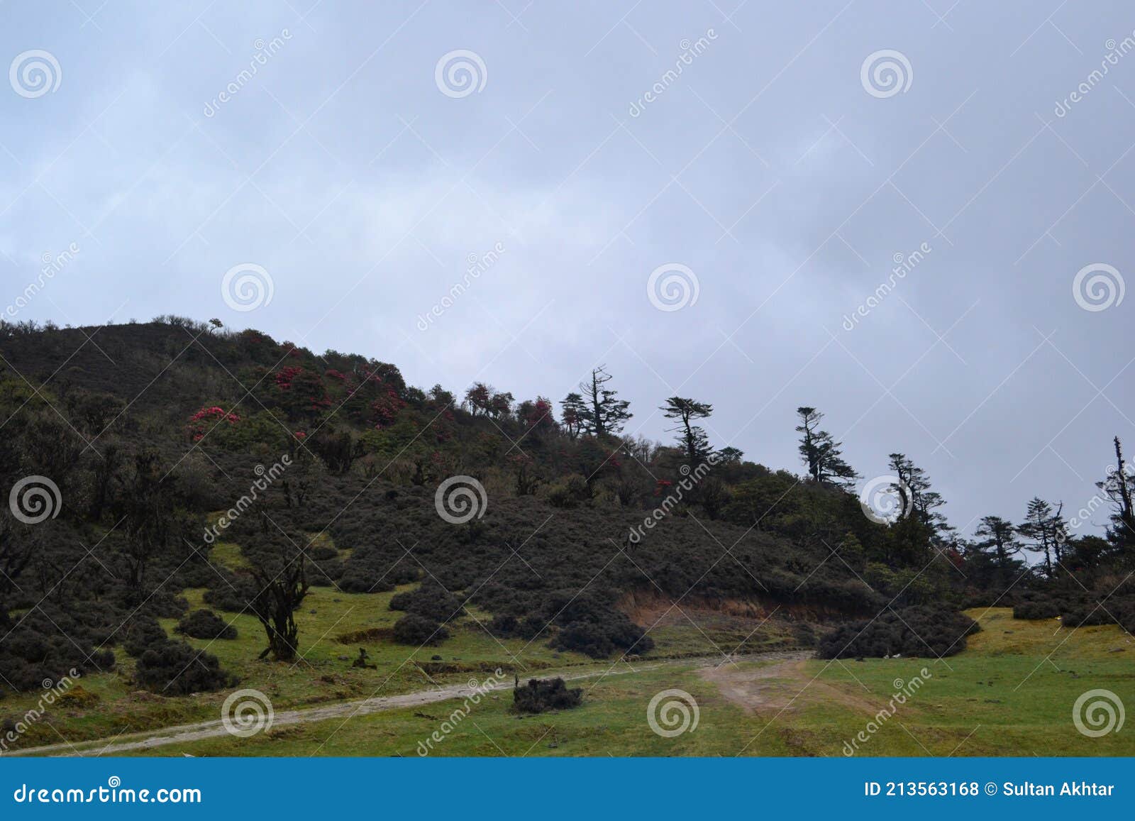 Pine Tree with Floating Fog and Beautiful Landscape Stock Photo - Image ...