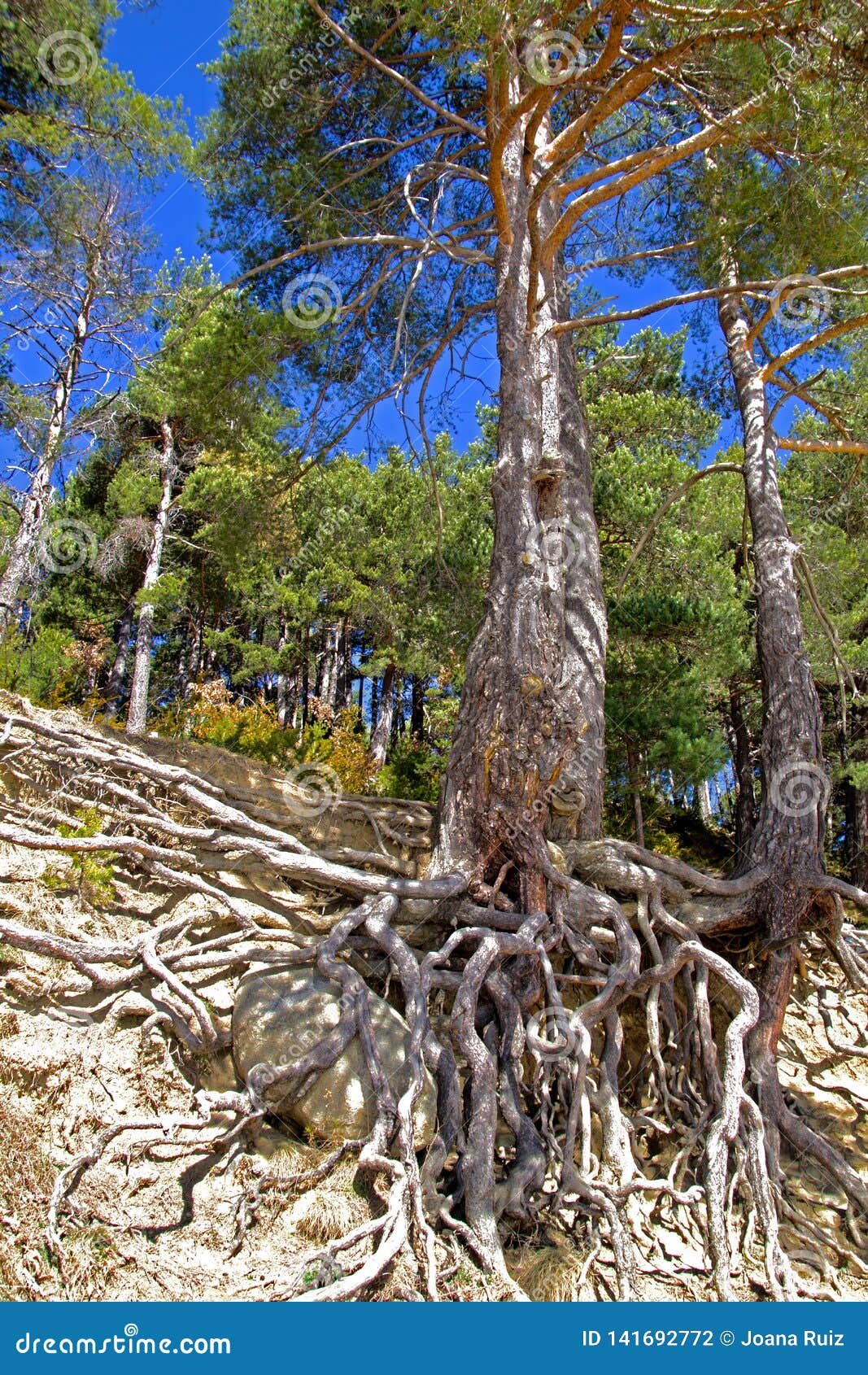 Pine Tree Roots Floating Air Stock Photos - Free & Royalty-Free Stock ...