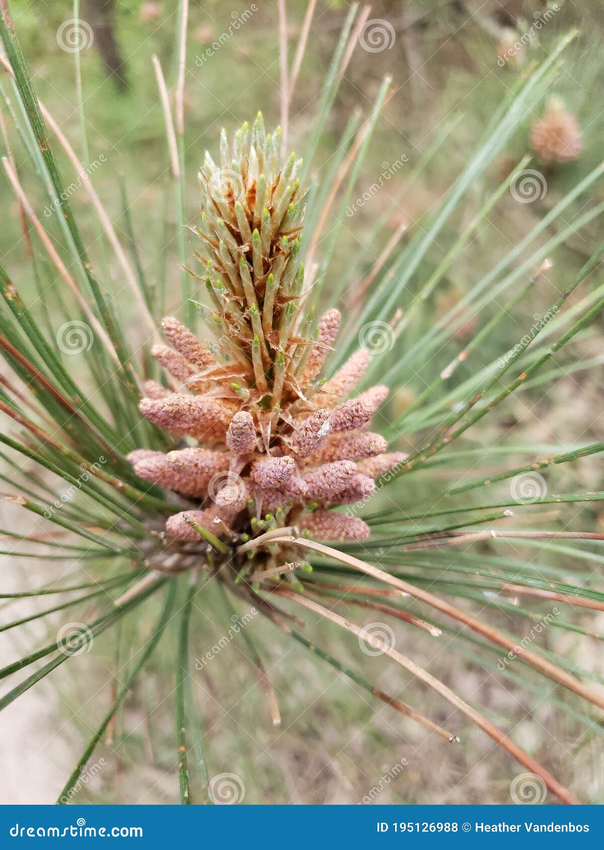 Pine tree flower stock photo. Image of white, twig, needles - 195126988