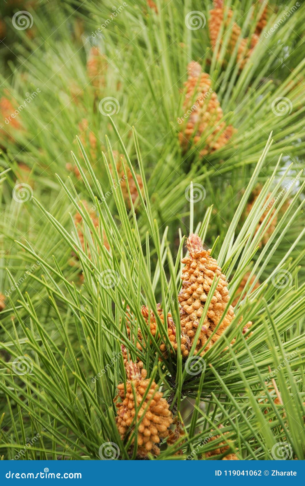 Pine tree flower in bloom stock photo. Image of organic - 119041062