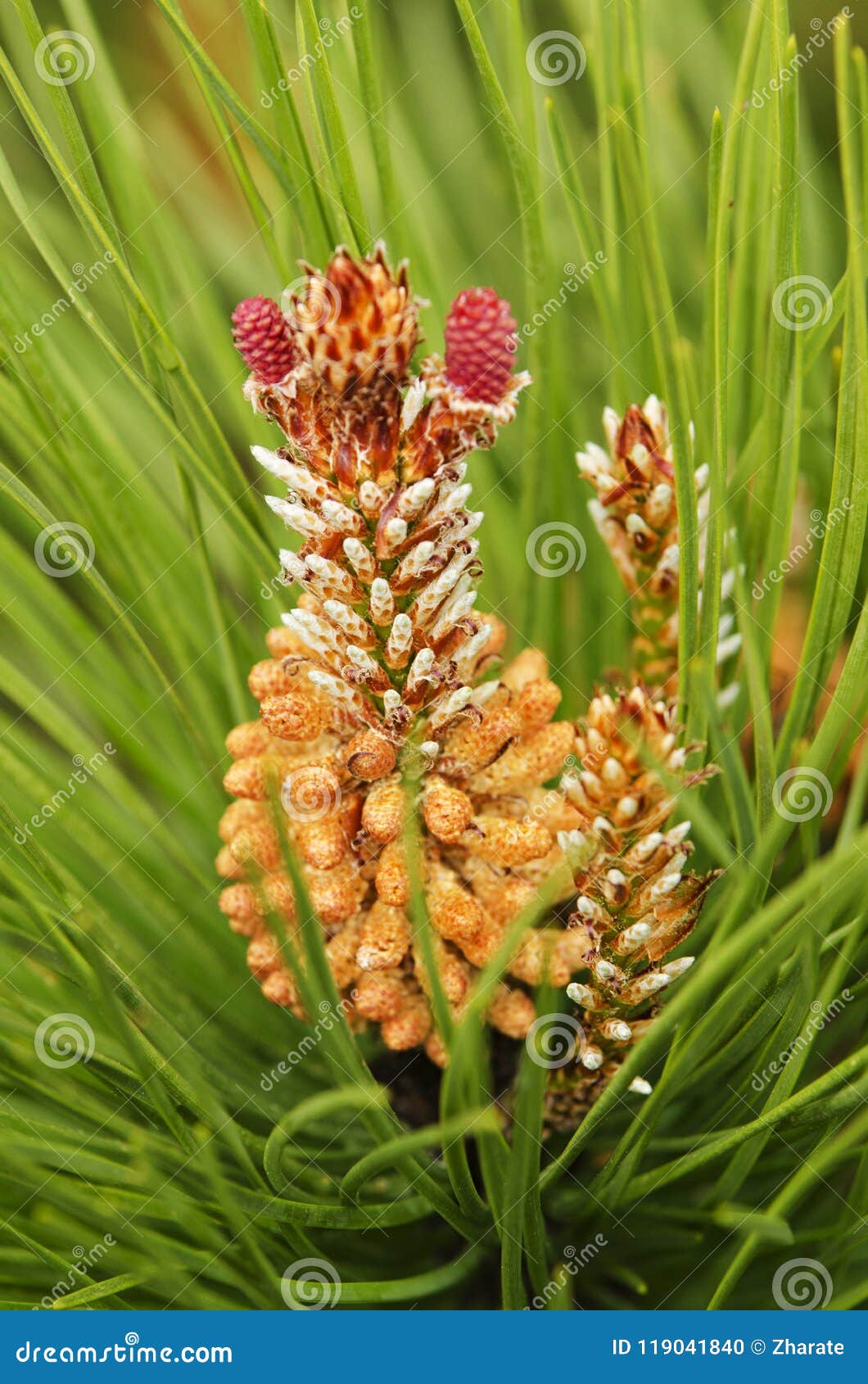 Pine tree flower in bloom stock photo. Image of focus - 119041840