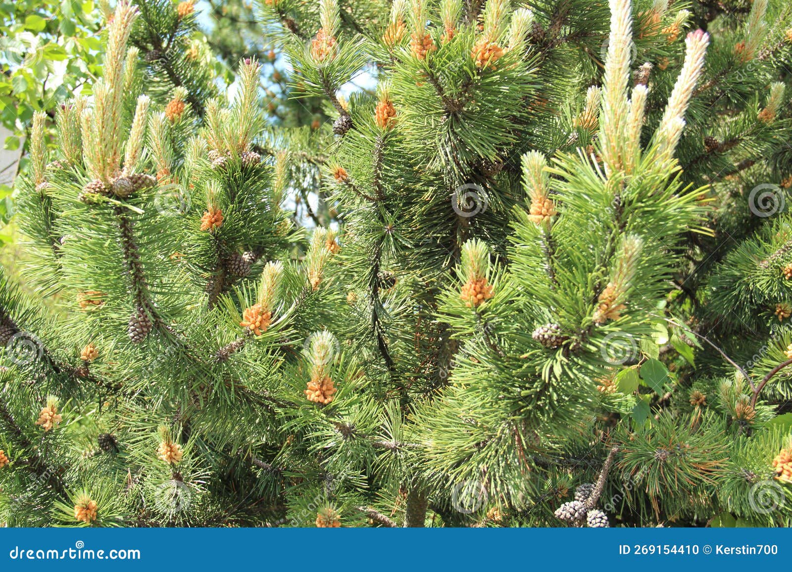 Pine Tree Flower Buds in Sunlight Stock Photo - Image of sylvestris ...