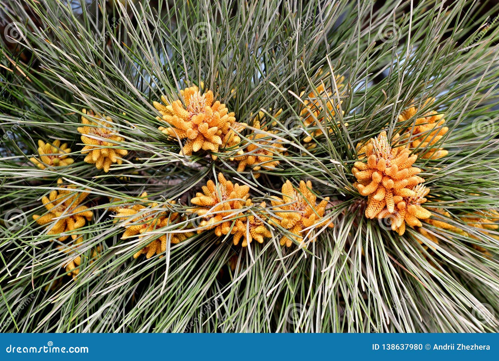 Pine tree flowers editorial image. Image of background - 138637980