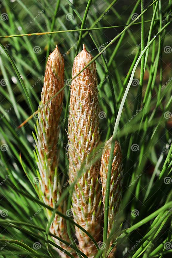 Pine tree flowers stock photo. Image of greenery, sunlight - 67820640