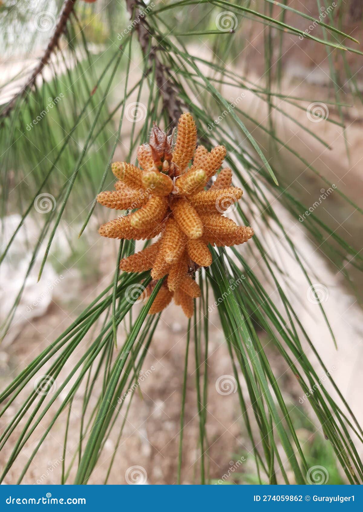 Pine tree flowers stock photo. Image of spruce, thorns - 274059862