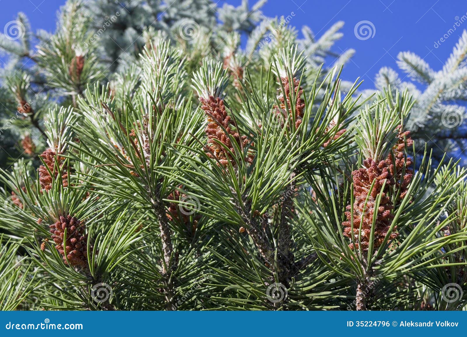 Pine tree flowers stock photo. Image of bright, flora - 35224796