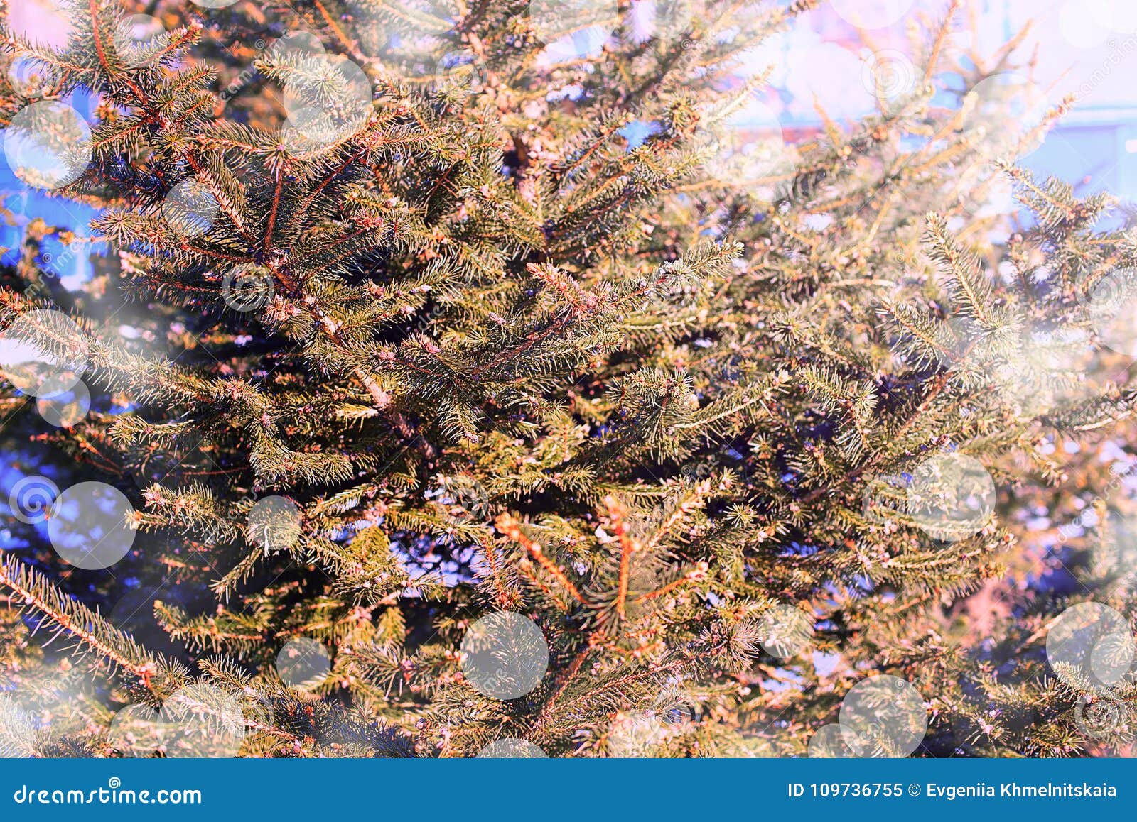 Pine Tree in the Foreground. Stock Image - Image of coniferous, flora ...