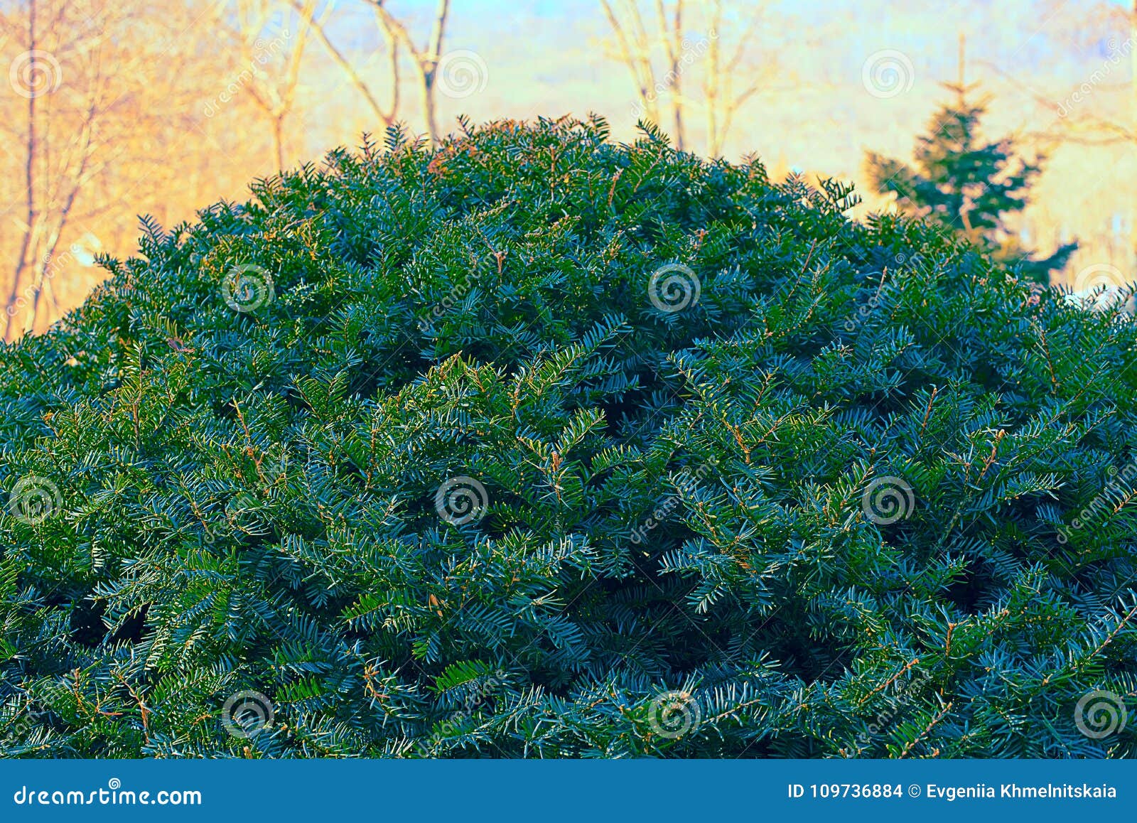 Pine Tree in the Foreground. Stock Photo - Image of nursery, coniferous ...